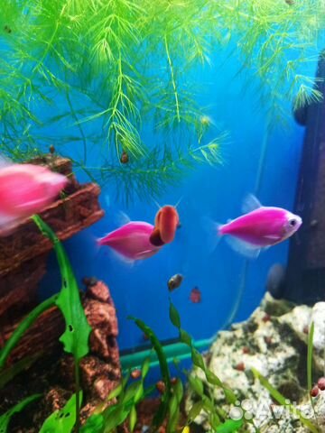 Улитки катушки и физы
