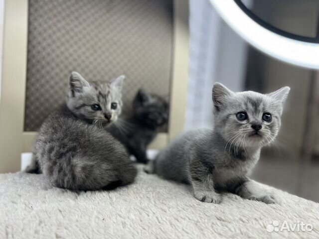 Шотландские котята