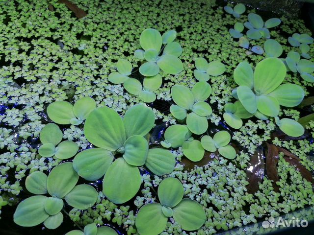 Пистия, ряска