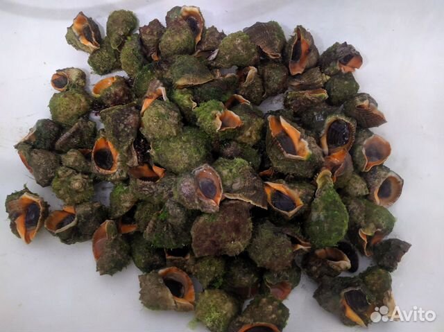 Живой рапан, свежий, сегодняшний