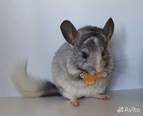 Шиншилленок мальчик Белый Вильсона 2 мес