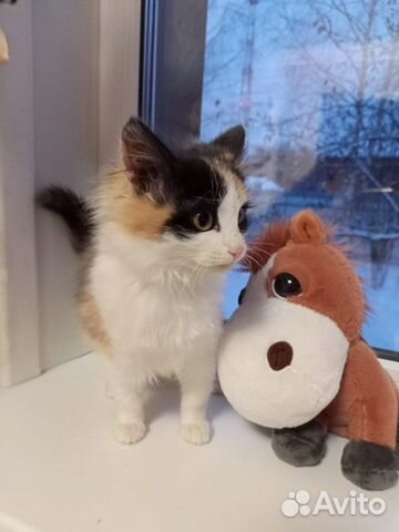 Подкинули котенка,мес 3 девочка