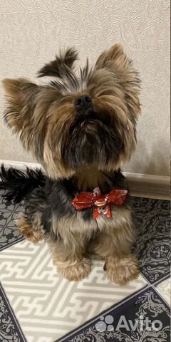 Йорк мальчик для случки