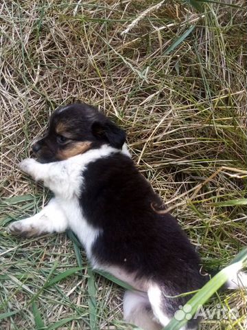 Кутята весёлые и игривые 2мес