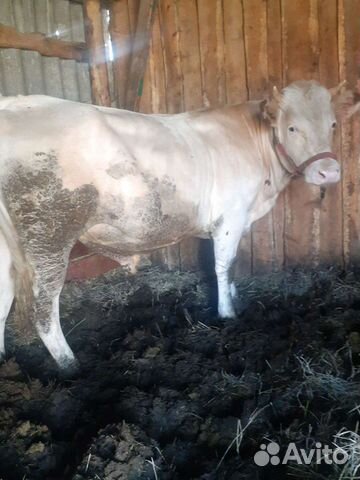 Бык И Телка