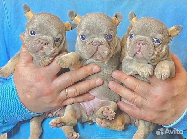 Шикарные малышки, программа isabella NEW shade