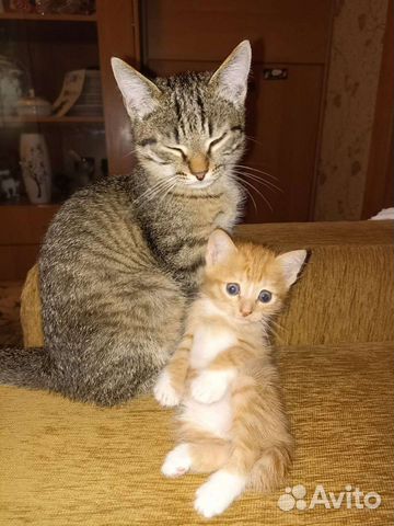 Кошки в добрые руки бесплатно