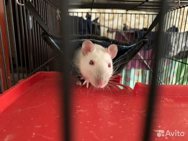 Крысы отдам бесплатно