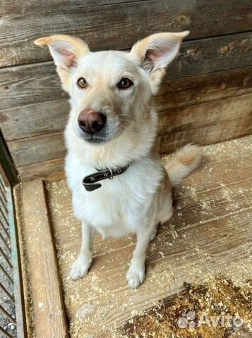 Он тоже хочет спать дома и гулять каждый день