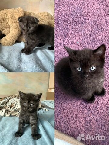 Шотландские котята