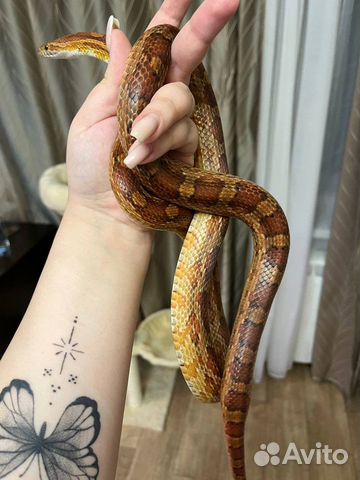Маисовый полоз