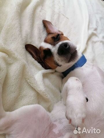 Джэк Рассел ищет подружку