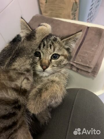 Кошки в добрые руки бесплатно