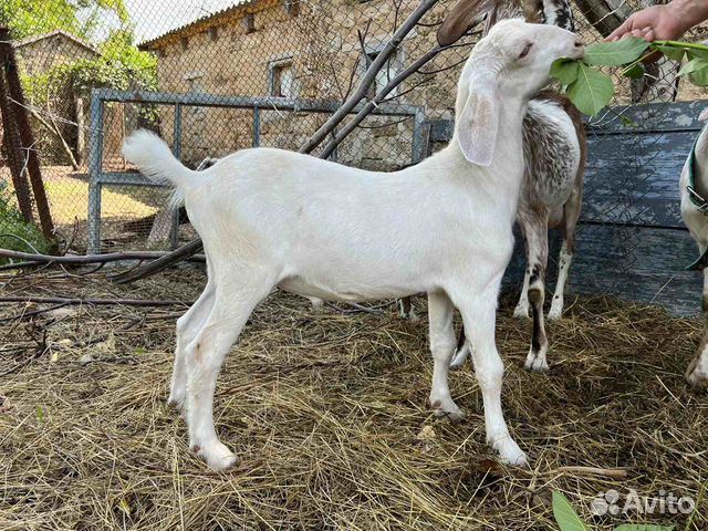 Продается чистопородный англо-нубийский козлик
