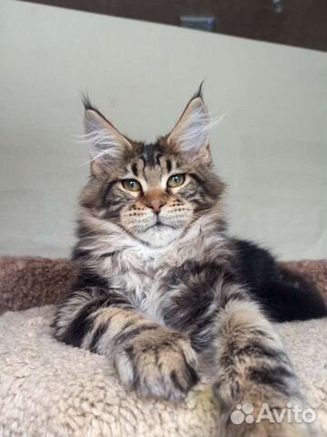 Шикарный мальчик 3,5 месяца