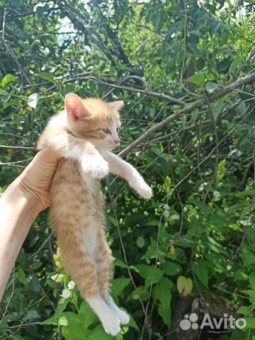 Котята-мурчунята в добрые руки бесплатно