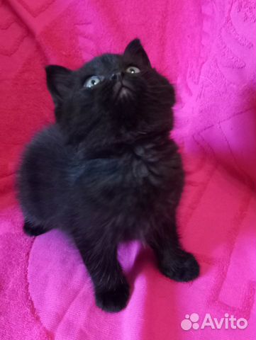 Котенок мальчик бесплатно