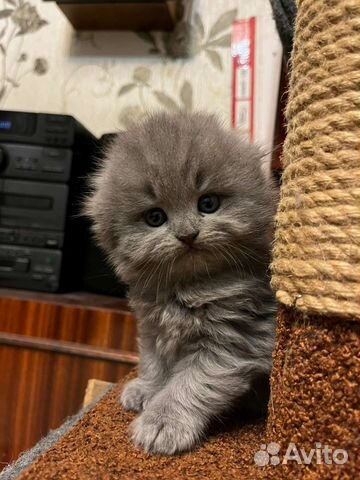 Британские котята