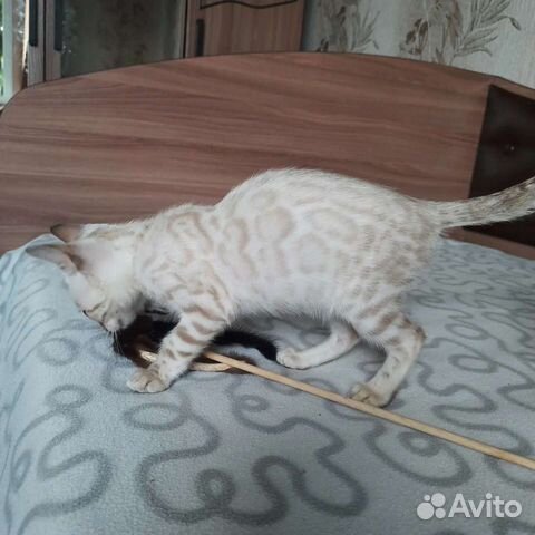 Снежные бенгалята