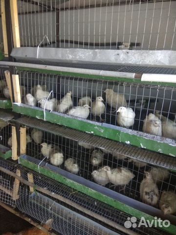 Перепела продажа