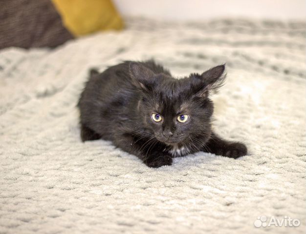 Девочки котята в хорошие руки