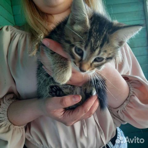 Кошка