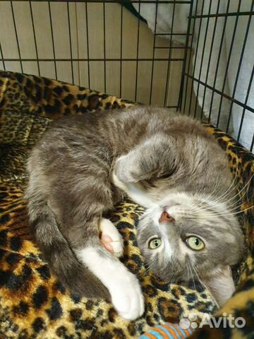 После смерти хозяина коту нужен дом