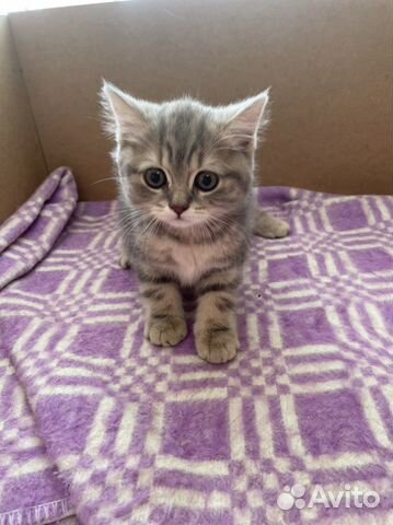 Котенок шотладский прямоухий