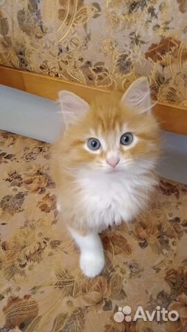 Котёночек бесплатно