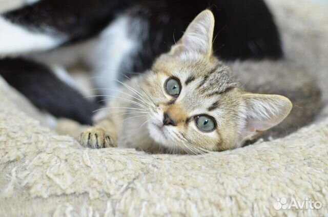 Котенок мальчик (фенотип британца) ищет дом