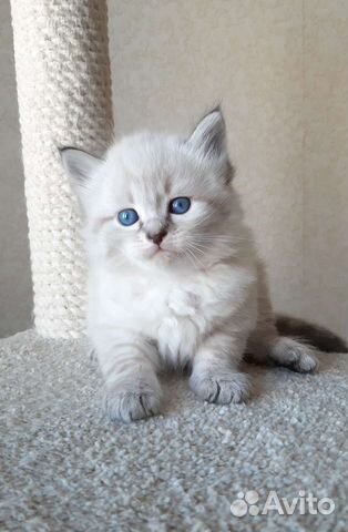 Невские маскарадные котята