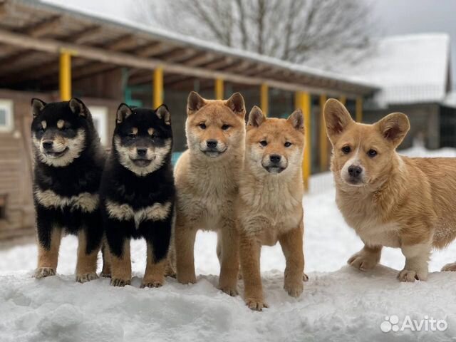 Сиба-Ину, потрясающие щенки