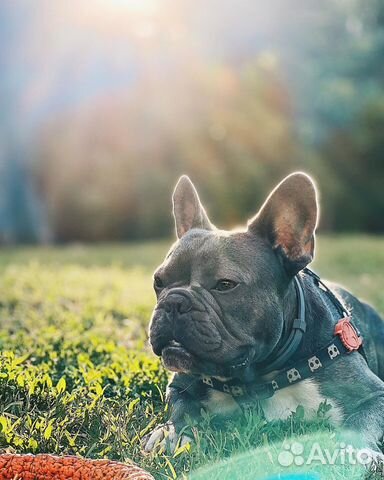 Вязка французский бульдог