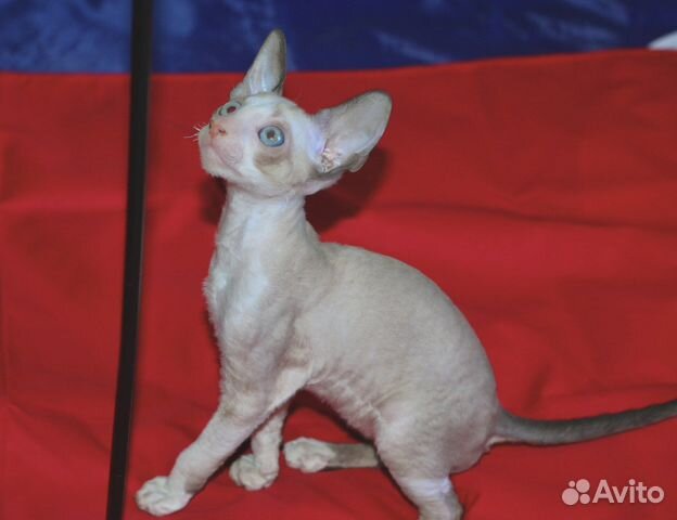 Котенок Лакоста чистокровный Корниш-рекс