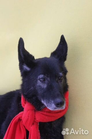 Собака Ночка в дом из приюта