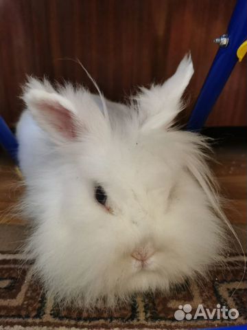 Кролик в добрые руки