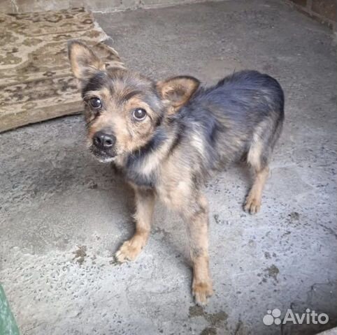 Собаченок в отлове на усыпление