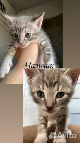 Котята
