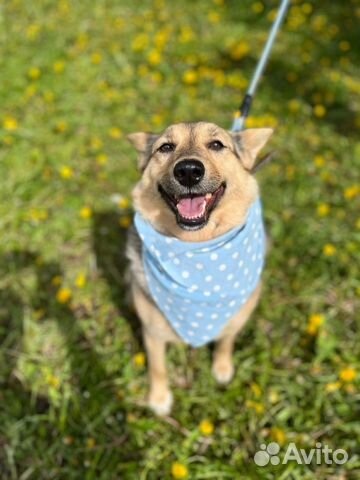 Жужа-небольшая девочка с говорящими ушами ищет дом