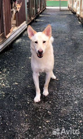 Молодой и красивый Кокос в поисках семьи