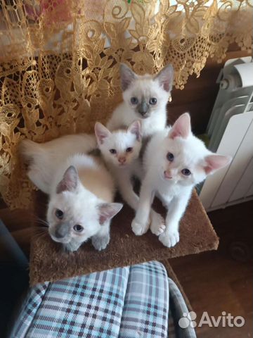 Котята Меконгский бобтейл