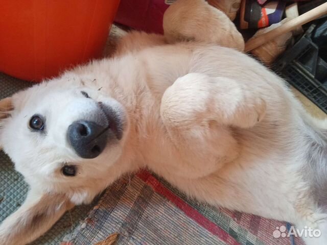 Беляшик задорный парень. бешо и овчарка