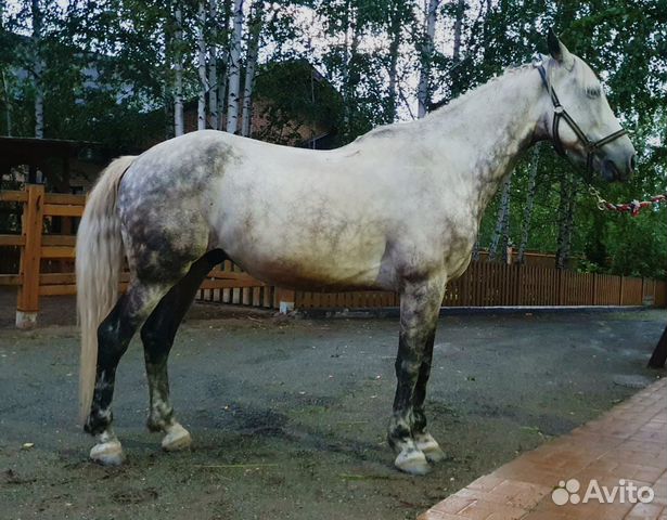 Серый мерин