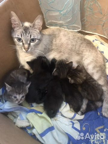 Котята в добрые руки бесплатно