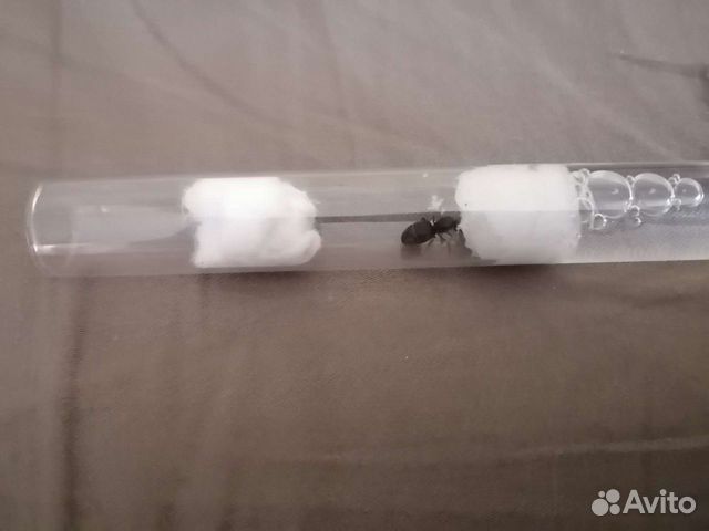 Матка муравьев вид:tetramorium caespitum