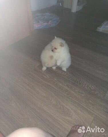 Щенки шпица