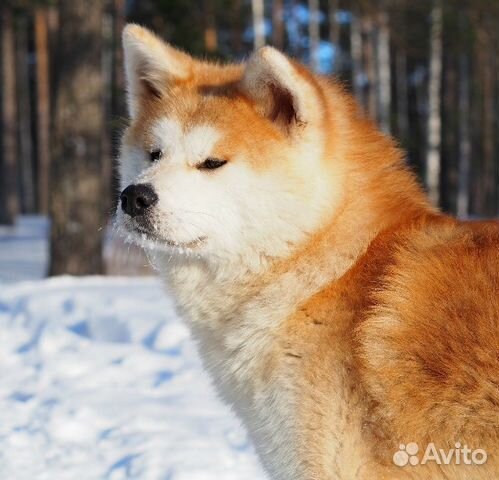 Акита ину открыто резервирование