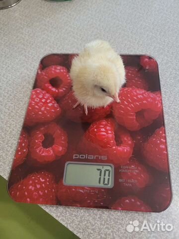 Цыплята броллеры кобб 500