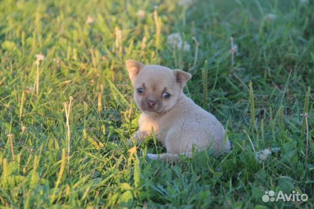 Чишки малыши