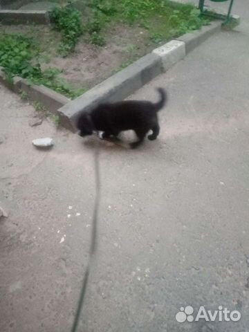 Отдам бесплатно щенки